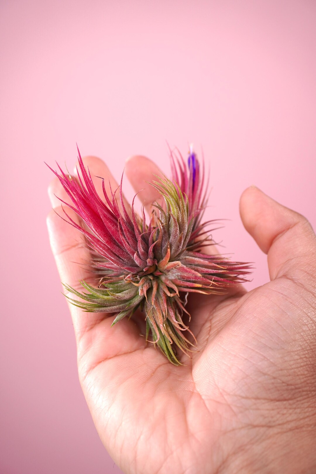 Ionantha “hazel Nut” Clump - Live Air Plant - Etsy