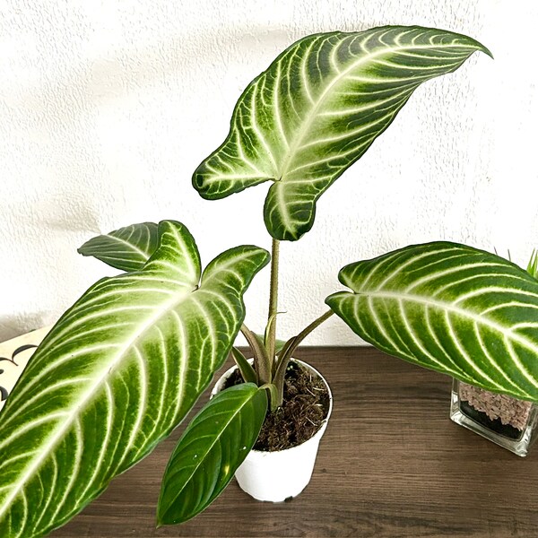 Butterfly Wing Plant - Etsy