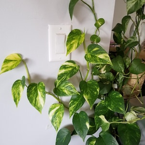 Golden Pothos Live Trailing House Plant - Etsy