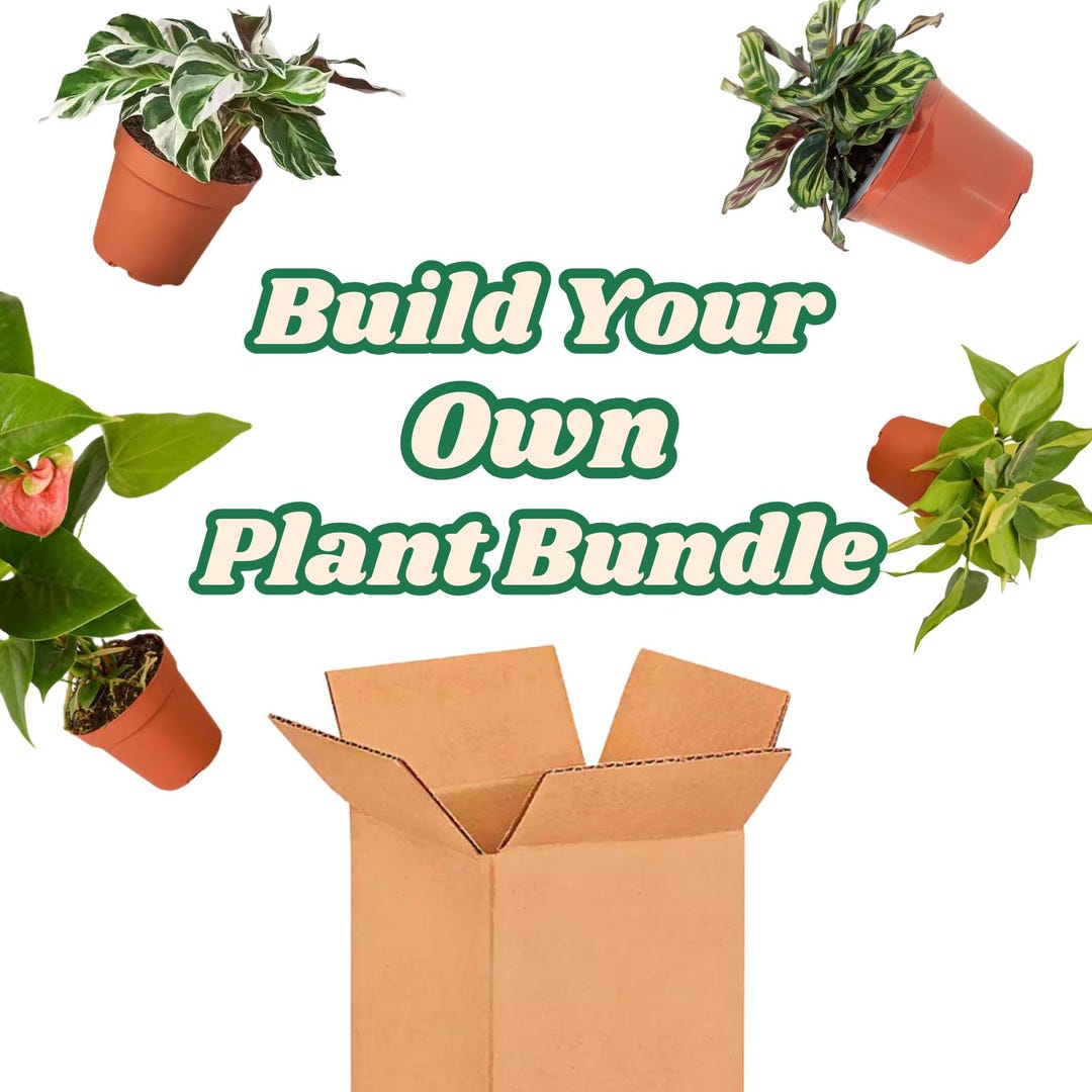 Build Your Own House Plant Box - Choose Your Plants, Many Varieties - Etsy
