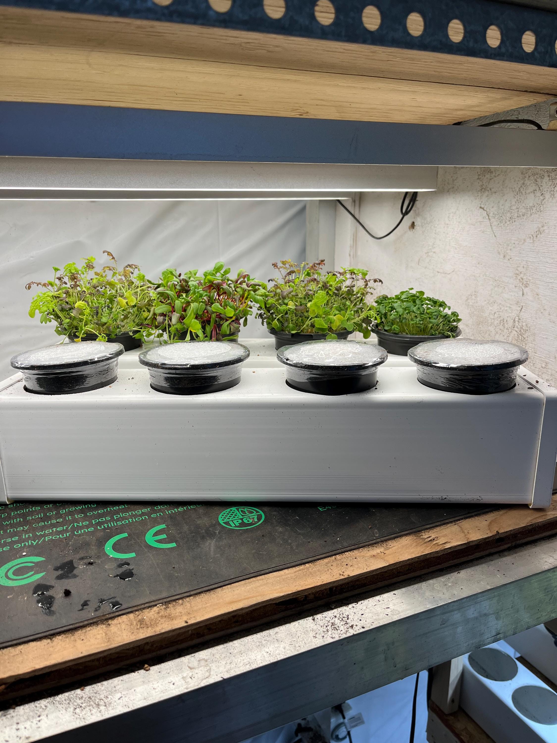 Micro-greens Growing Box - Etsy