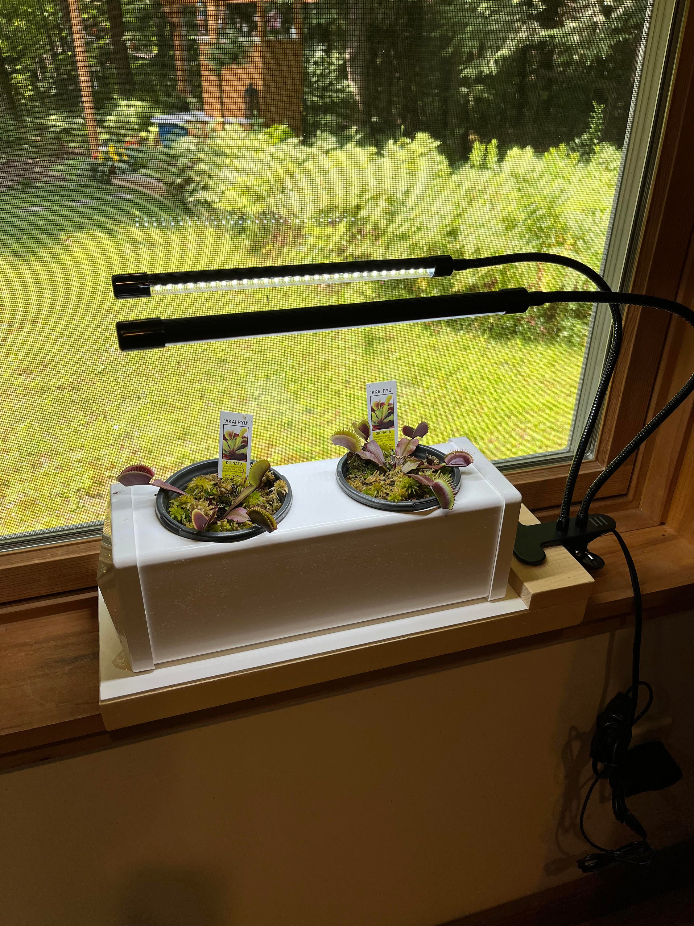 Venus Fly Traps With Growing Kit and Growing Light - Etsy