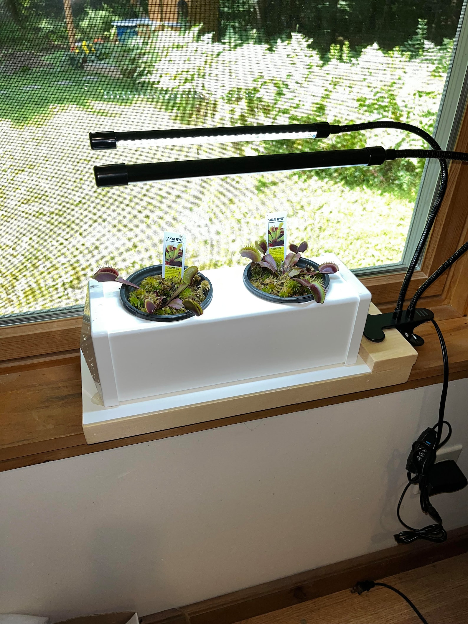 Venus Fly Traps With Growing Kit and Growing Light - Etsy