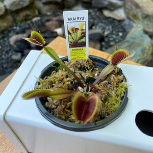 Venus Fly Traps With Growing Kit and Growing Light - Etsy