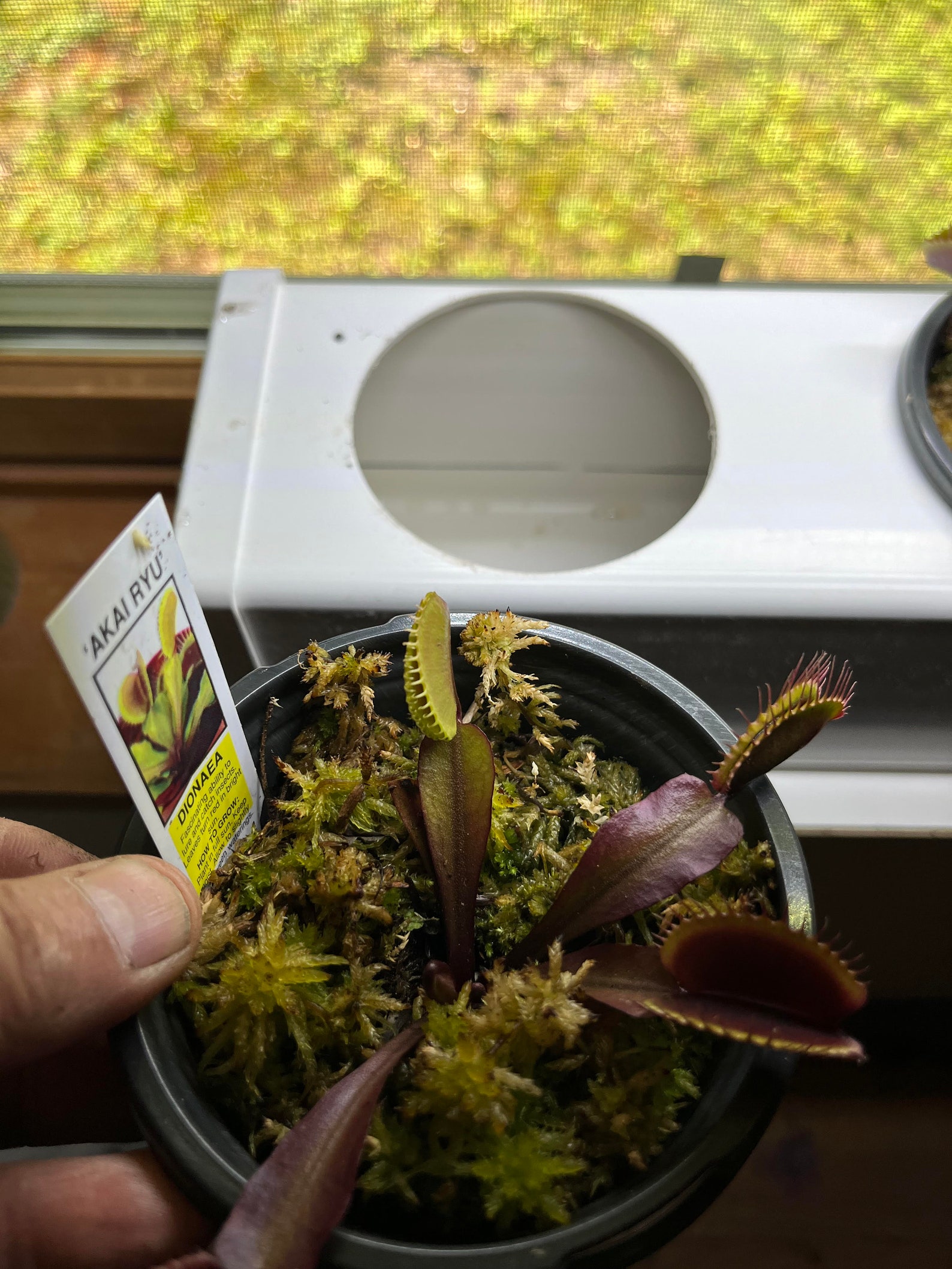 Venus Fly Traps With Growing Kit and Growing Light - Etsy