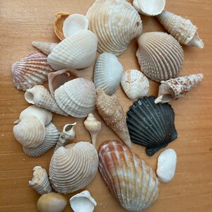 Real Sea Shells From the Beaches of Florida - Etsy