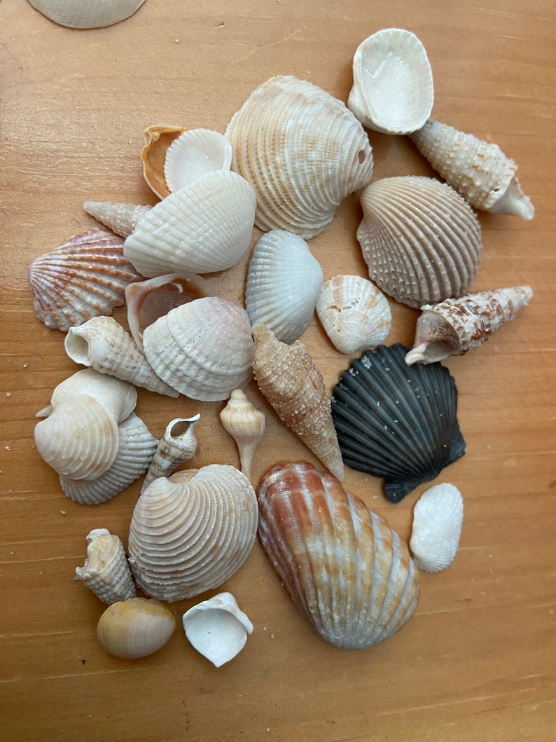 Real Sea Shells From the Beaches of Florida - Etsy Australia