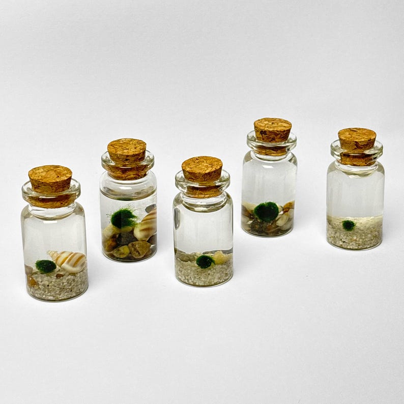 Moss Ball Terrarium - Terrarium Kit - Marimo Moss Ball - Underwater ...