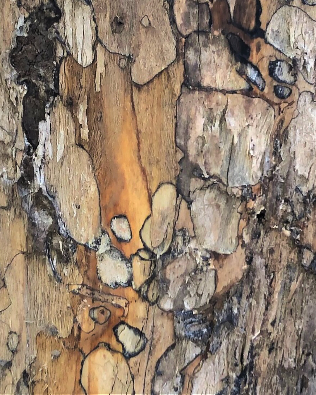 Abstract Photography, Tree Bark 2, Nature, Appalachian, Wabi-sabi ...