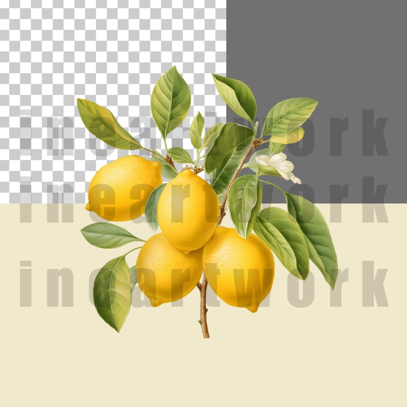 Lemons Clipart Lemon PNG Fruit Clipart Food Clipart Watercolor Fruit ...