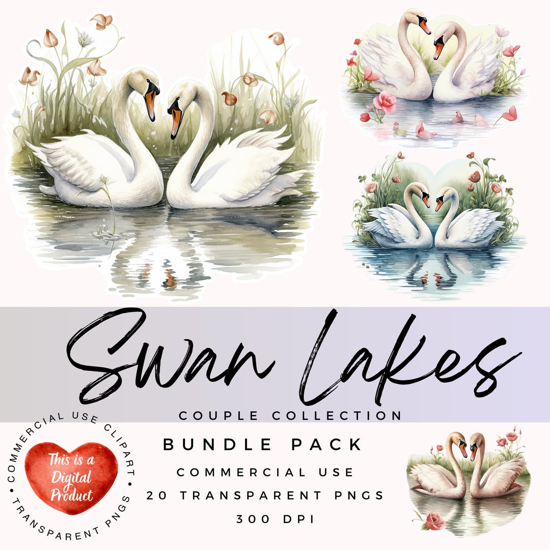 Swan Lake Clipart Watercolor Swan Clipart Valentine's Day Valentines ...