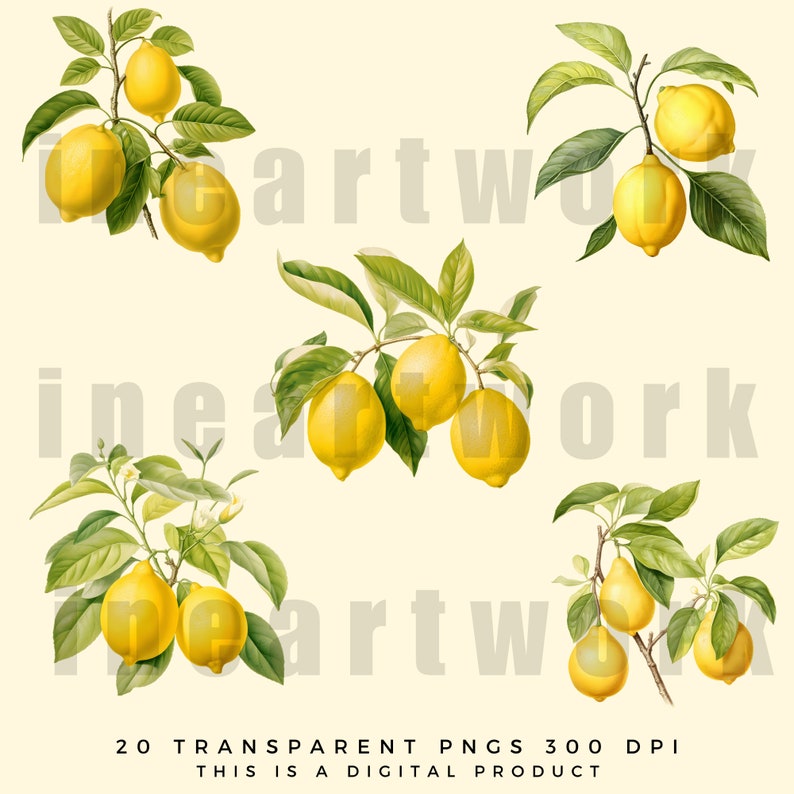 Lemons Clipart Lemon PNG Fruit Clipart Food Clipart Watercolor Fruit ...