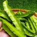 Hat Giong Dau Rong | Winged Bean Seeds 2 Grams - Etsy