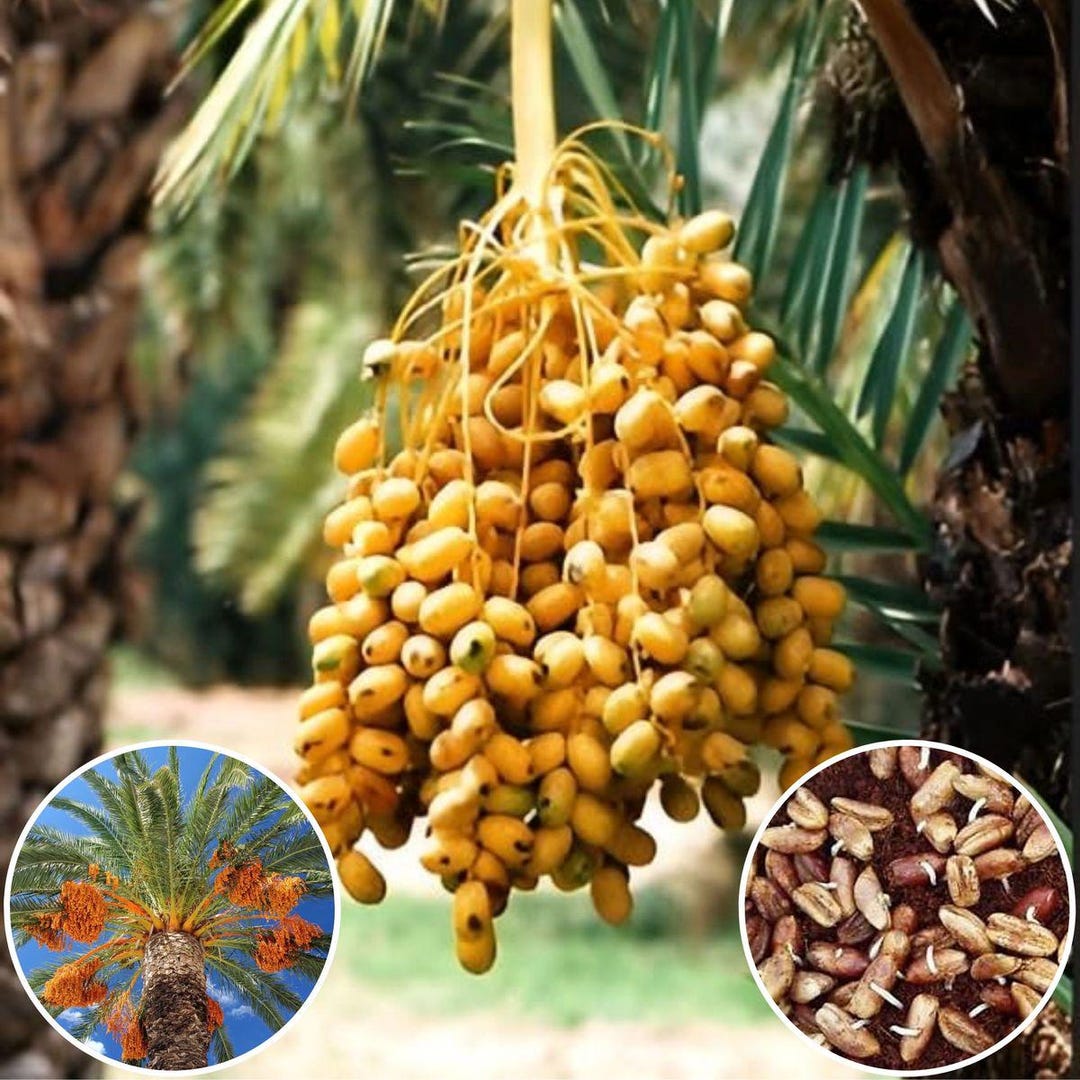 Hat Giong Cha La Israel | Judean Date Palm Seeds - Etsy