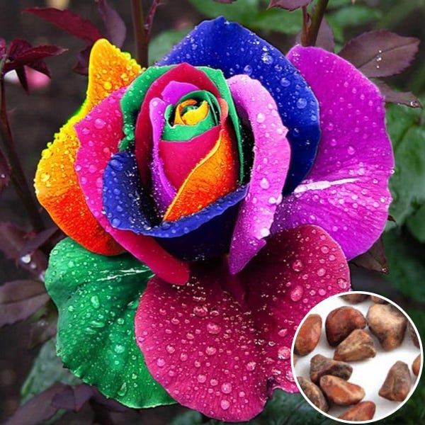 Rainbow Rose Seeds - Etsy