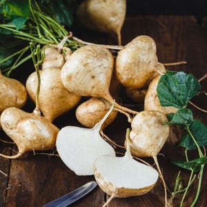 Hạt Giống Củ Đậu | Jicama Seeds - Etsy