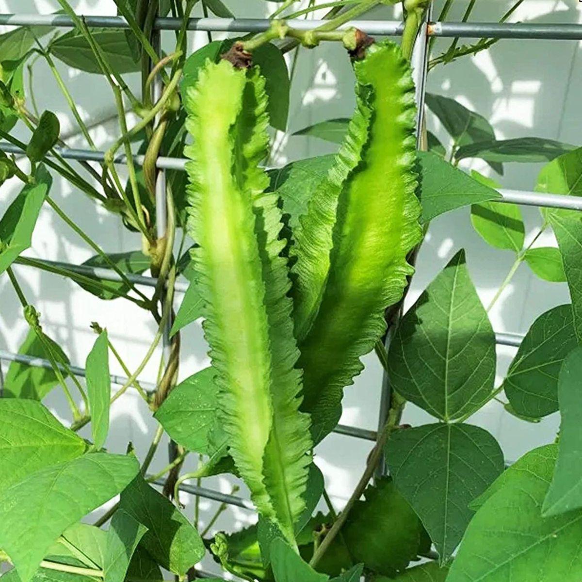 Hat Giong Dau Rong | Winged Bean Seeds 2 Grams - Etsy