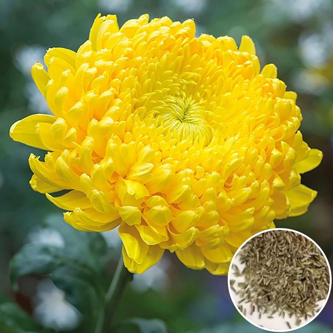 Hat Giong Hoa Cuc Vang Chrysanthemum Yellow Seeds 0.02 Gram - Etsy