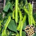 Hat Giong Dau Rong | Winged Bean Seeds 2 Grams - Etsy