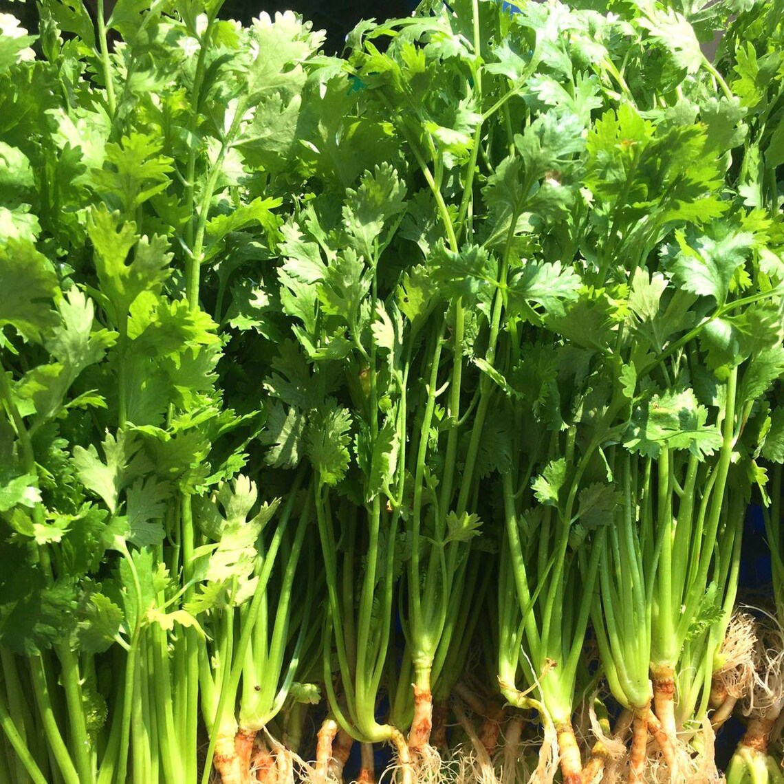 Hat Giong Ngo Ri Viet Nam Vietnamese Coriander Seeds 2 Gram - Etsy