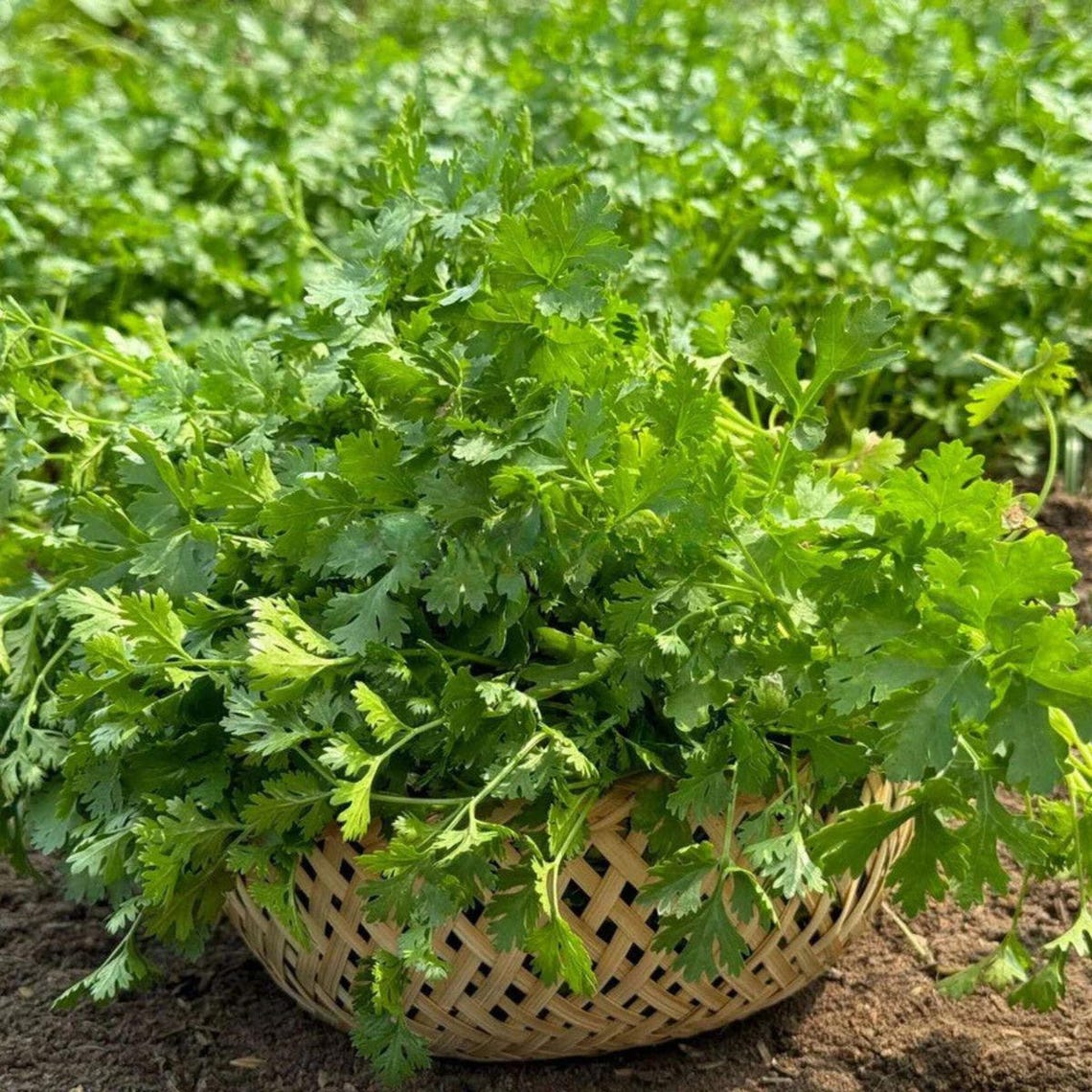 Hat Giong Ngo Ri Viet Nam | Vietnamese Coriander Seeds 2 Gram - Etsy