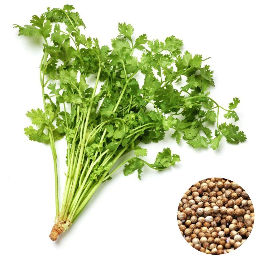 Hat Giong Ngo Ri Viet Nam | Vietnamese Coriander Seeds - Etsy