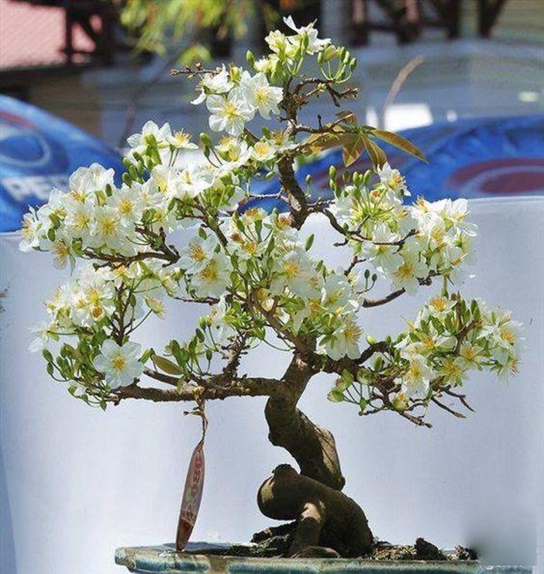Cây Hoa Mai Trắng Bonsai 2-gal White Apricot Blossom Bonsai Tree - Etsy UK