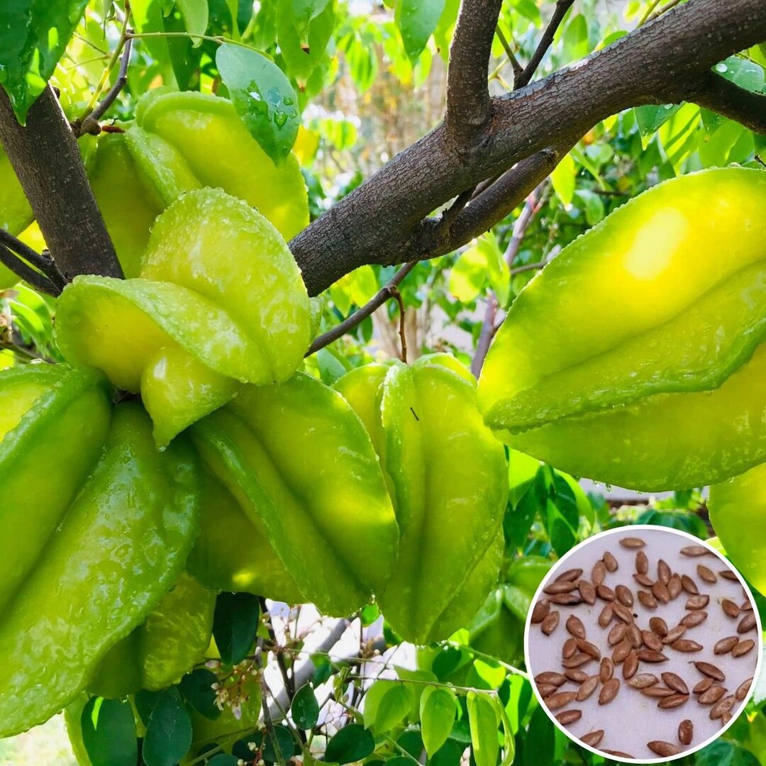 Hat Giong Khe Chua | Carambola Starfruit 'sour' Seeds 0.2 Grams - Etsy