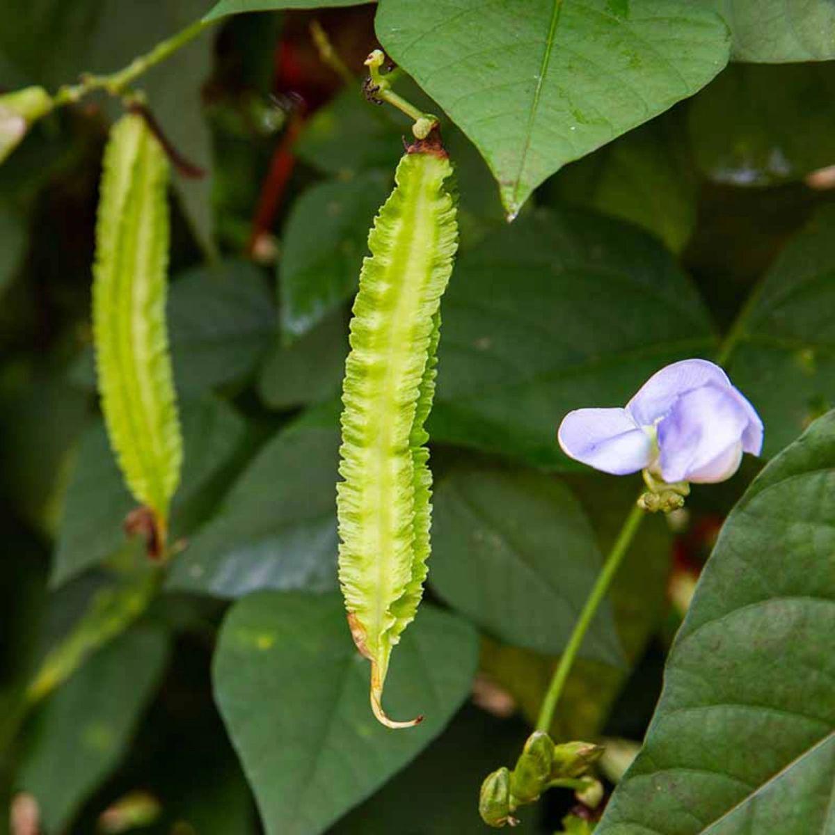 Hat Giong Dau Rong | Winged Bean Seeds 2 Grams - Etsy