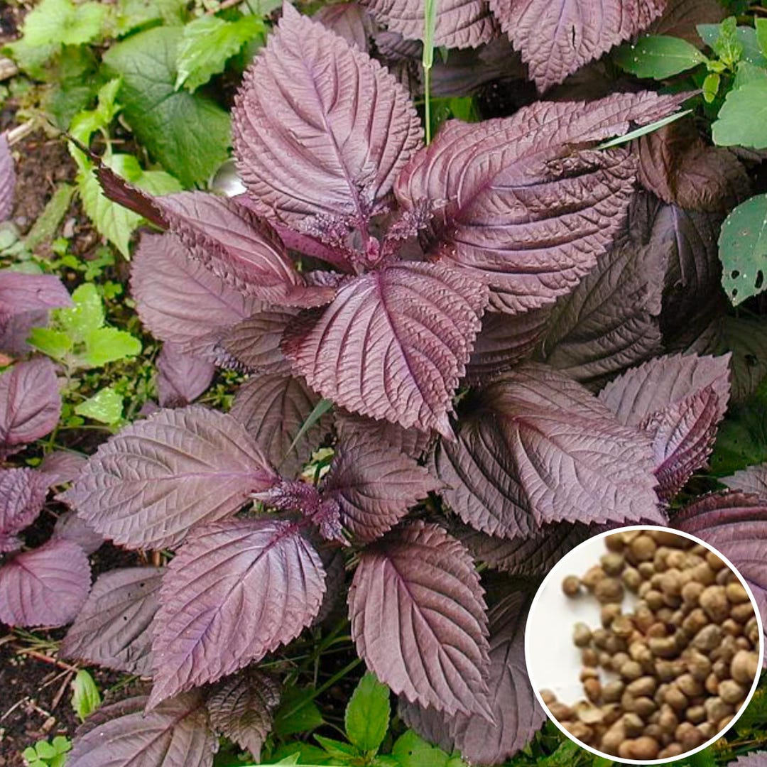 Hạt Giống Tía Tô Tím | Red Shiso Perilla Seeds - Etsy