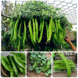 Hat Giong Dau Rong | Winged Bean Seeds 2 Grams - Etsy