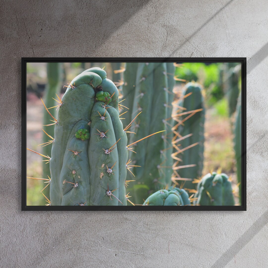 Framed Canvas, Cactus Photo by Gryphon Echinopsis Cactus Art Tricho Art ...