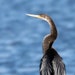 Anhinga Fine Art Print | Anhinga Photo Portrait | Florida Bird ...
