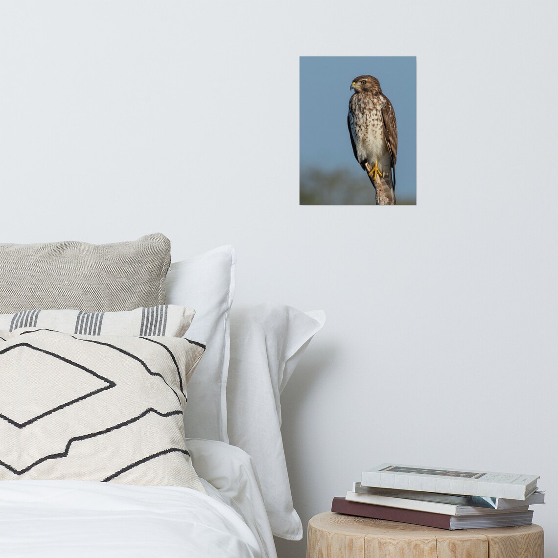 Red Shouldered Hawk Fine Art Print | Hawk Portrait | Hawk Photo | Bird ...