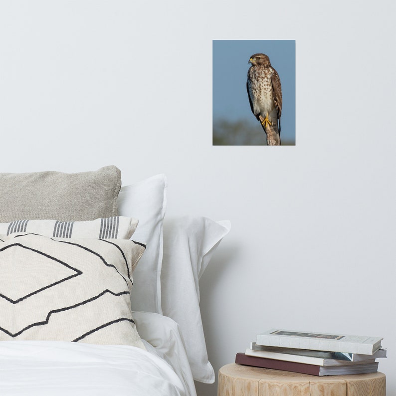 Red Shouldered Hawk Fine Art Print | Hawk Portrait | Hawk Photo | Bird ...