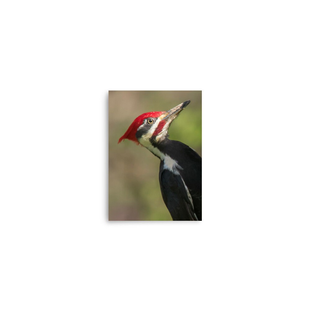 Pileated Woodpecker Fine Art Print | Woodpecker Portrait | Woodpecker ...