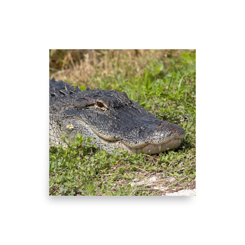 Alligator Photo Print | Alligator Photography | Alligator | Alligator ...
