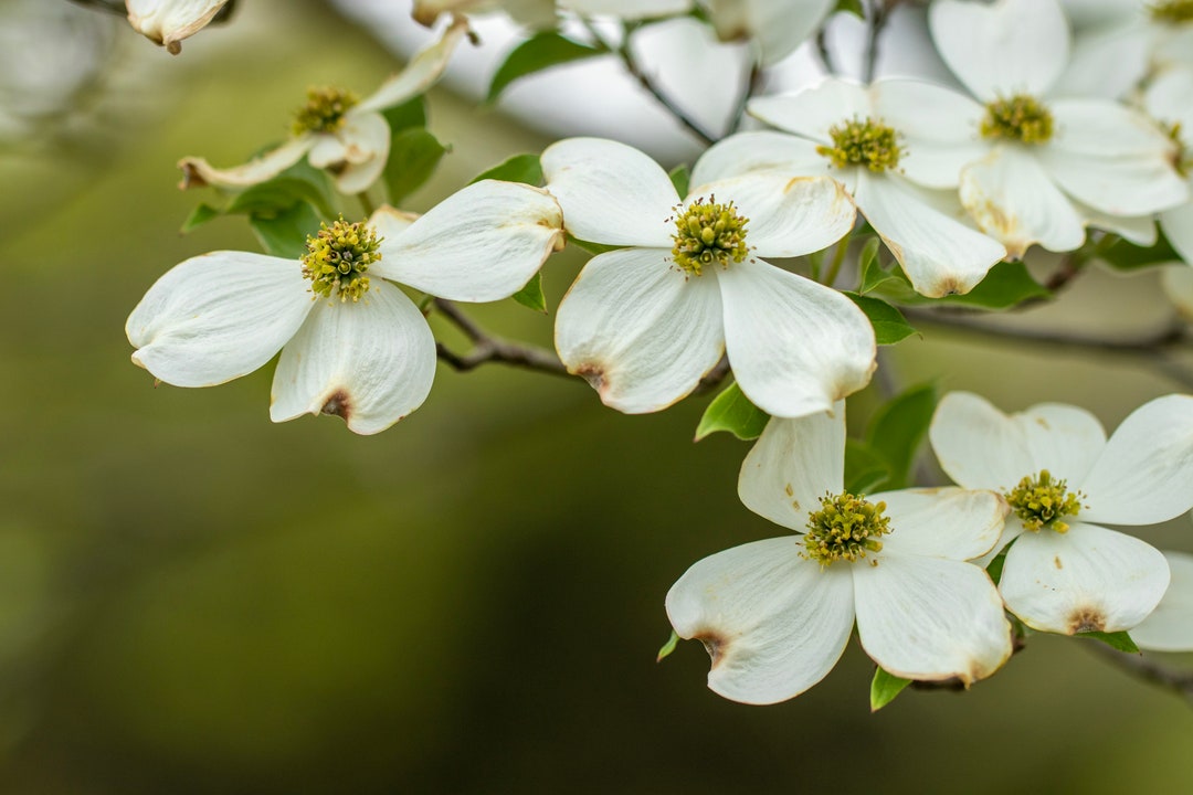 Flowering Dogwood Photo Print | Dogwood Wall Art | Flower Photography ...