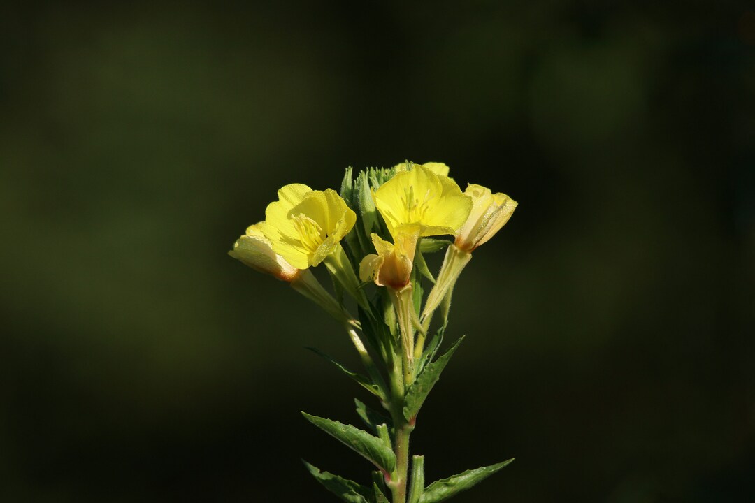 Primrose Flower Print | Primrose Wall Art | Flower Photo | Floral Wall ...