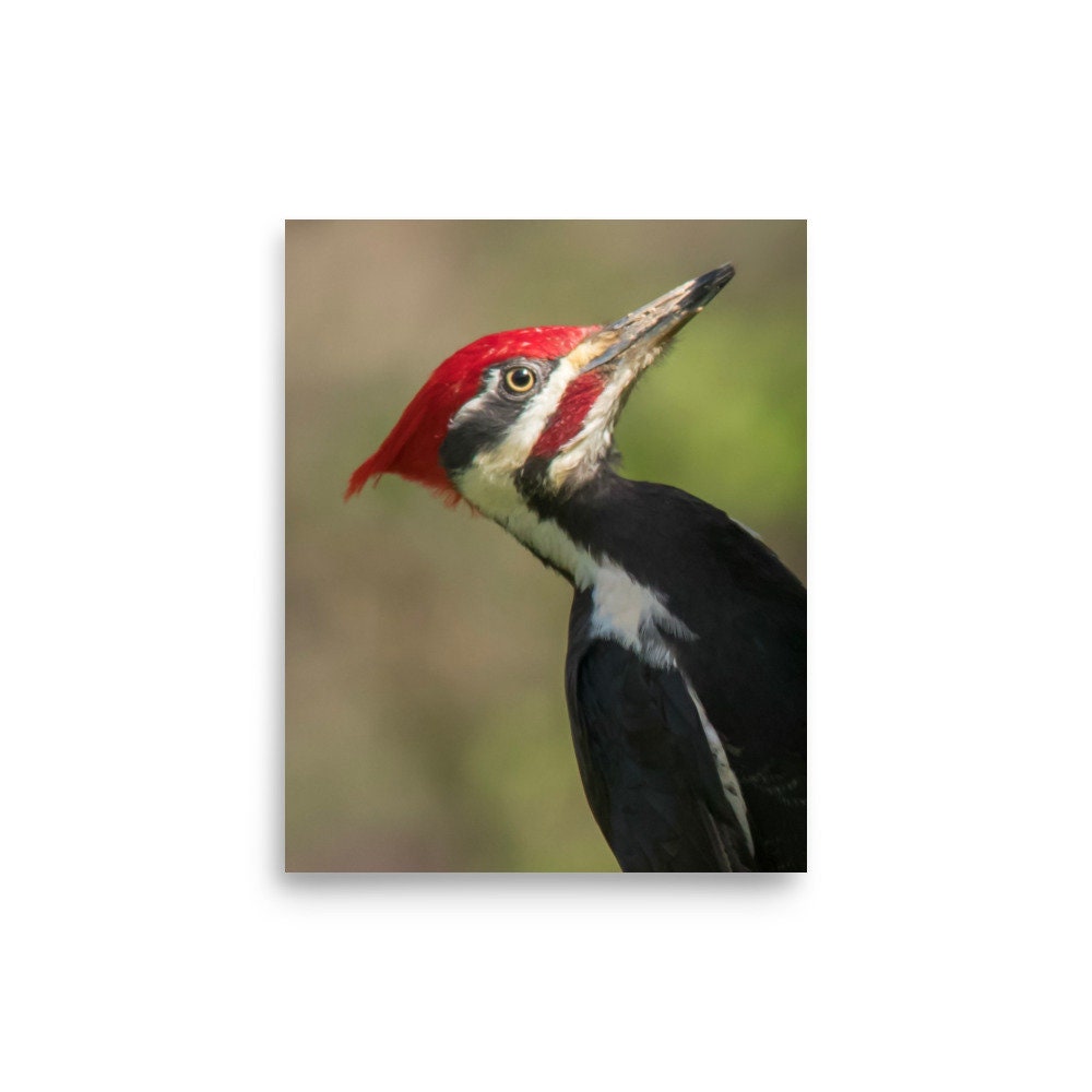 Pileated Woodpecker Fine Art Print | Woodpecker Portrait | Woodpecker ...