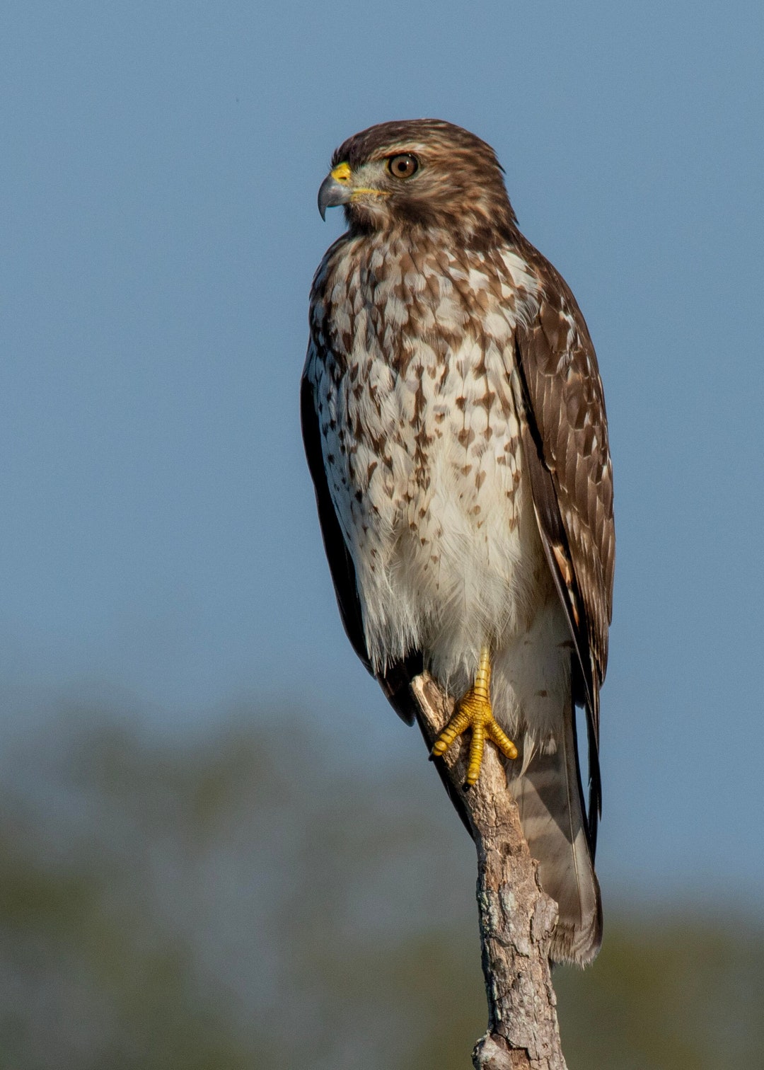 Red Shouldered Hawk Fine Art Print | Hawk Portrait | Hawk Photo | Bird ...