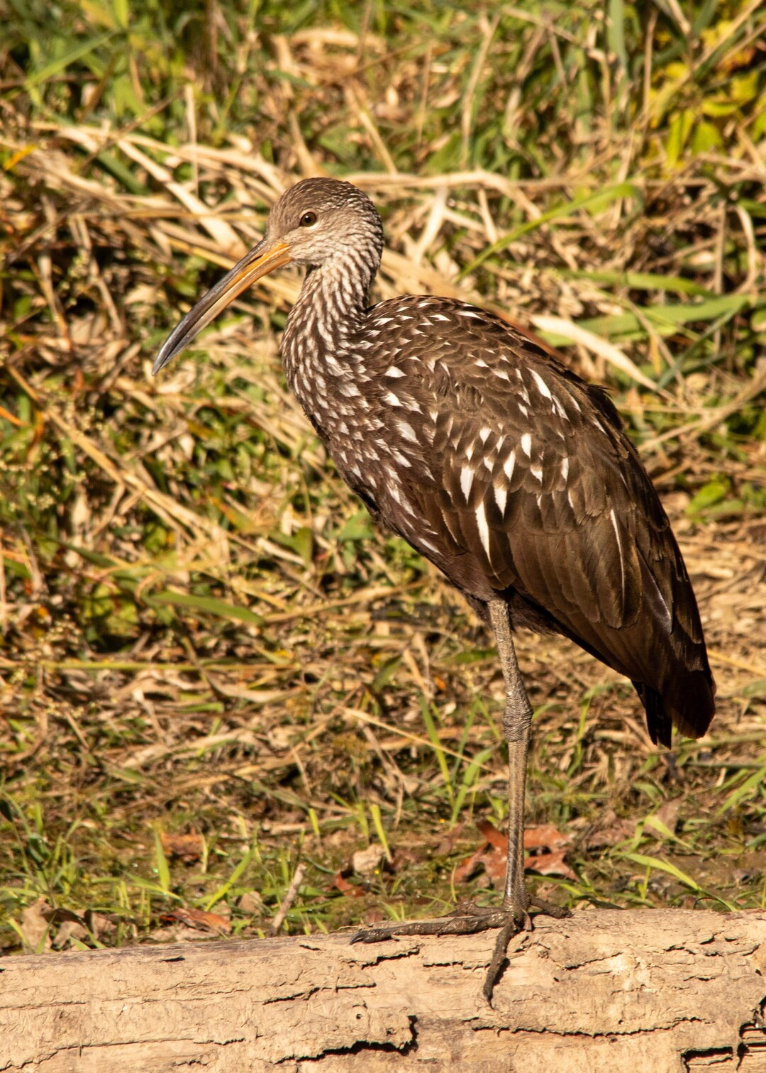 Limpkin Fine Art Print | Limpkin Portrait | Limpkin Photo | Bird ...