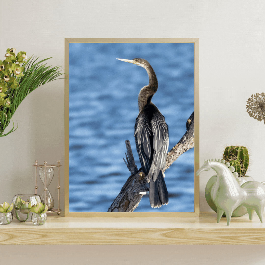 Anhinga Fine Art Print | Anhinga Photo Portrait | Florida Bird ...