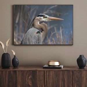 Great Blue Heron Fine Art Print | Blue Heron Portrait | Blue Heron ...