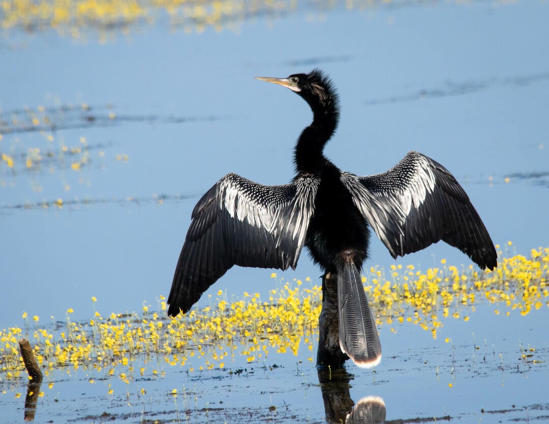 Anhinga Fine Art Print | Anhinga Photo Portrait | Florida Bird ...