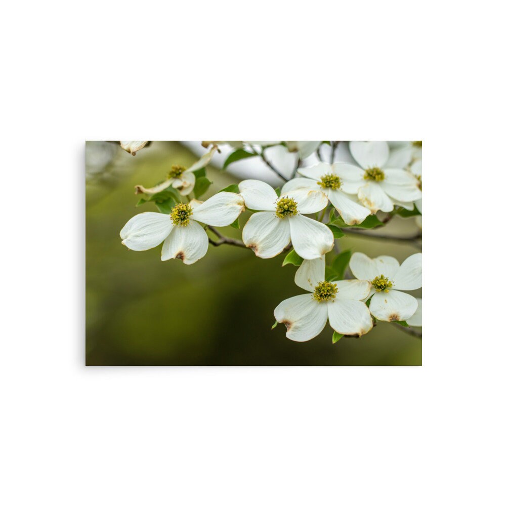 Flowering Dogwood Photo Print Dogwood Wall Art Flower Photography ...