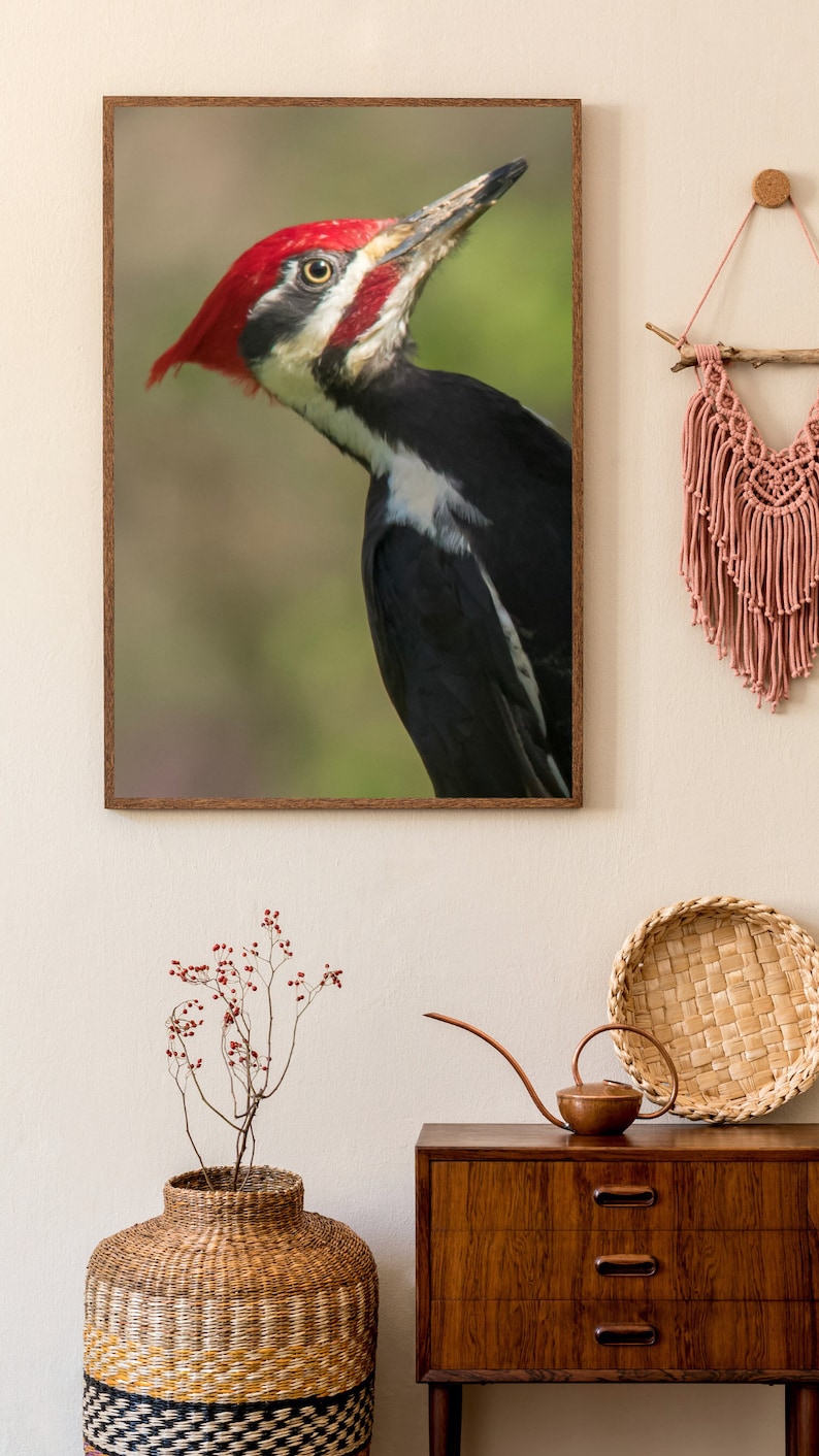 Pileated Woodpecker Fine Art Print | Woodpecker Portrait | Woodpecker ...
