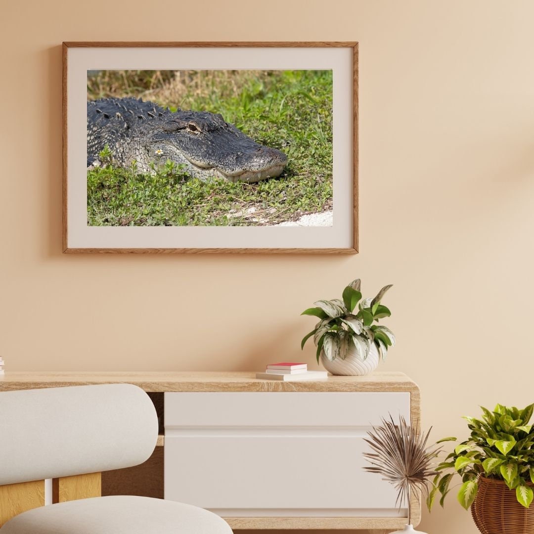 Alligator Photo Print | Alligator Photography | Alligator | Alligator ...