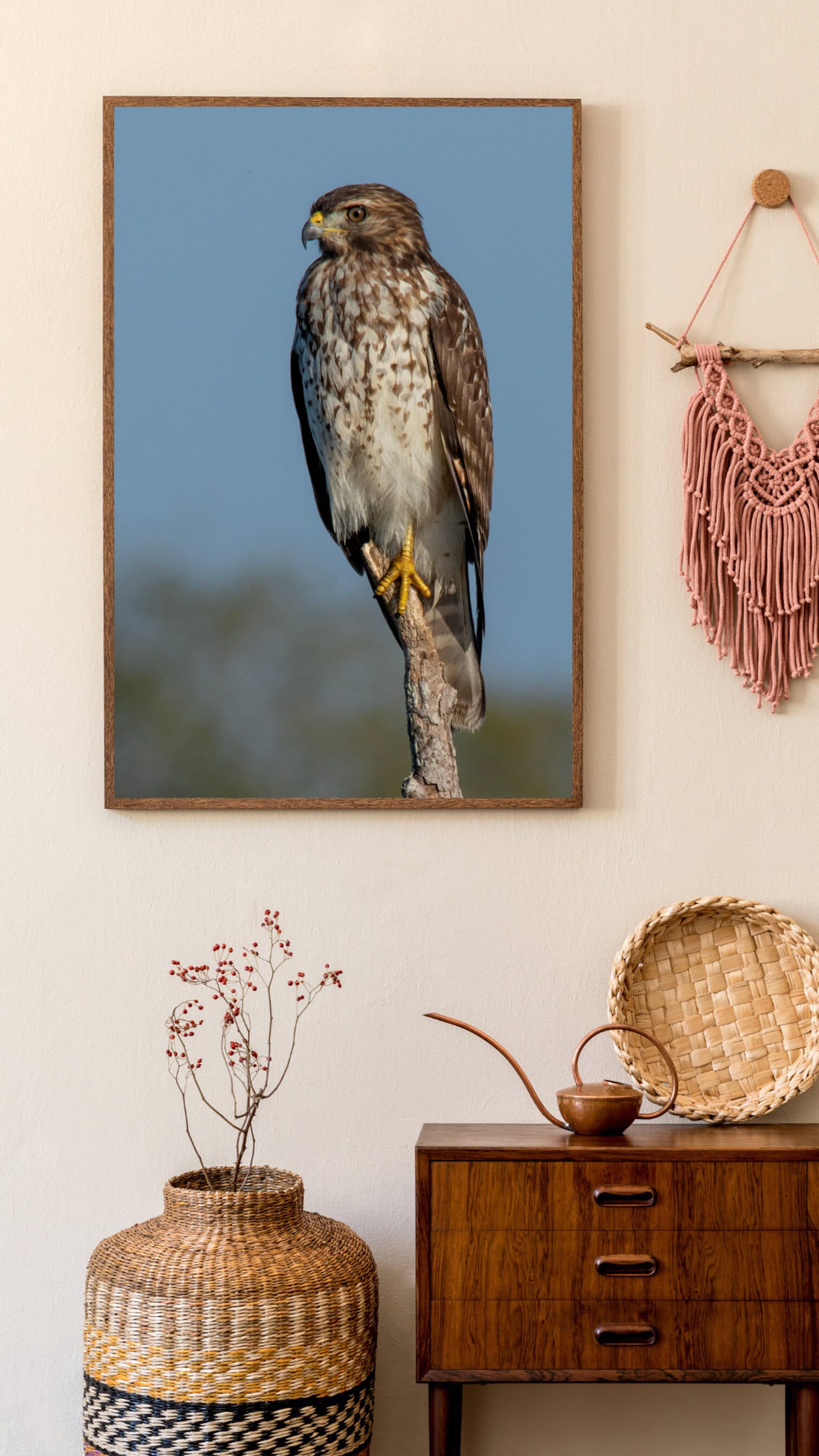 Red Shouldered Hawk Fine Art Print | Hawk Portrait | Hawk Photo | Bird ...