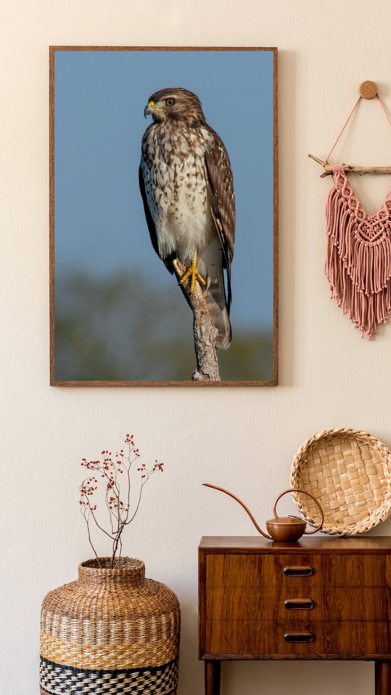 Red Shouldered Hawk Fine Art Print | Hawk Portrait | Hawk Photo | Bird ...